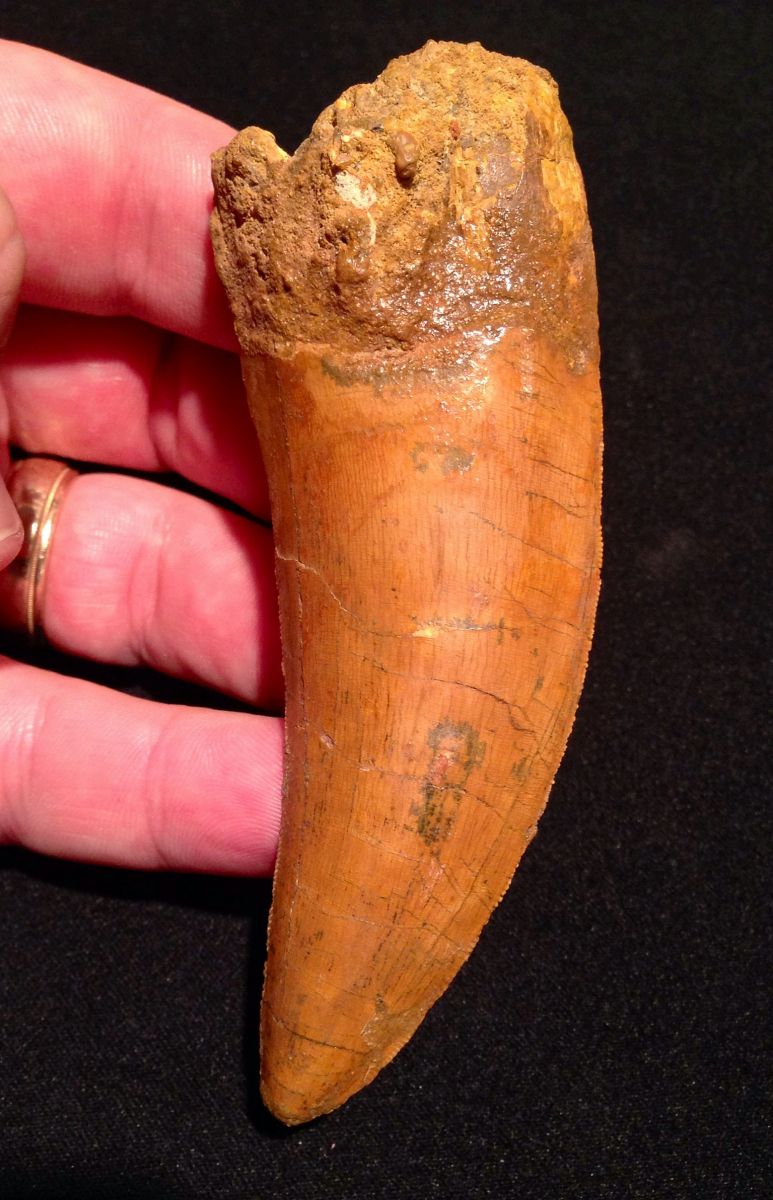 4.2 inch Moroccan Carcharodontosaurus saharicus tooth - Dinosaurs - The ...
