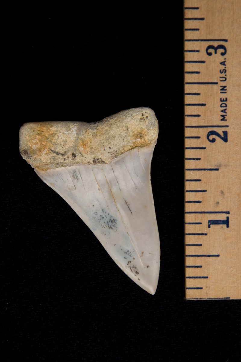 Isurus Hastalis, Shark tooth hill - Member Collections - The Fossil Forum