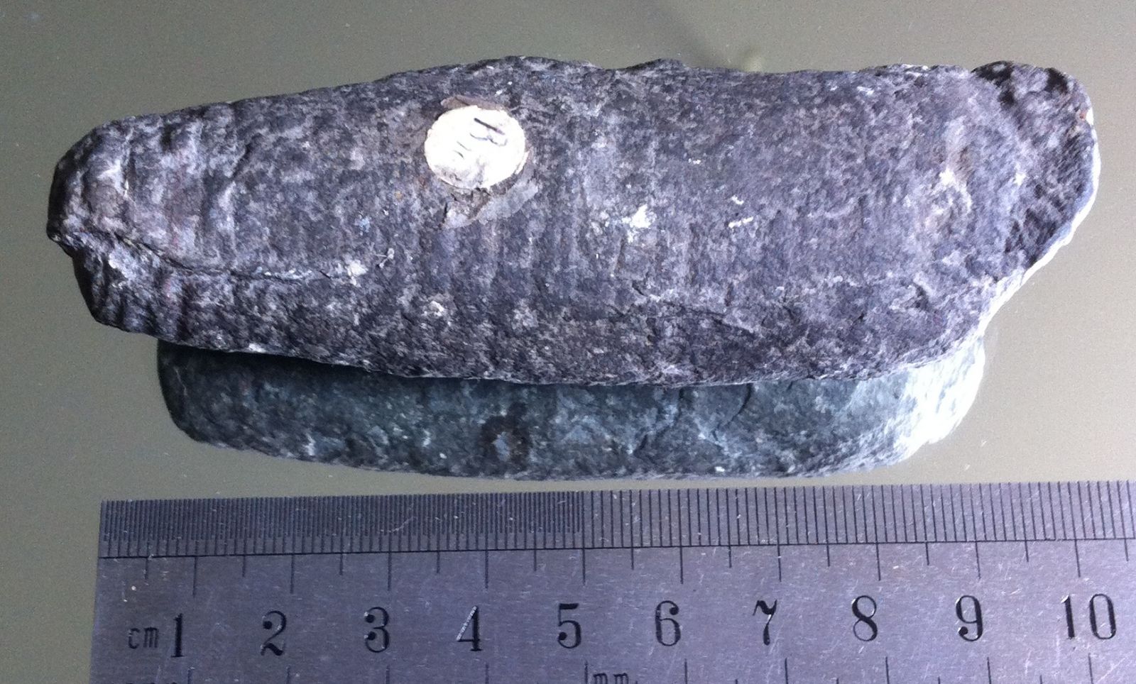 Specimen B11 - Member Collections - The Fossil Forum