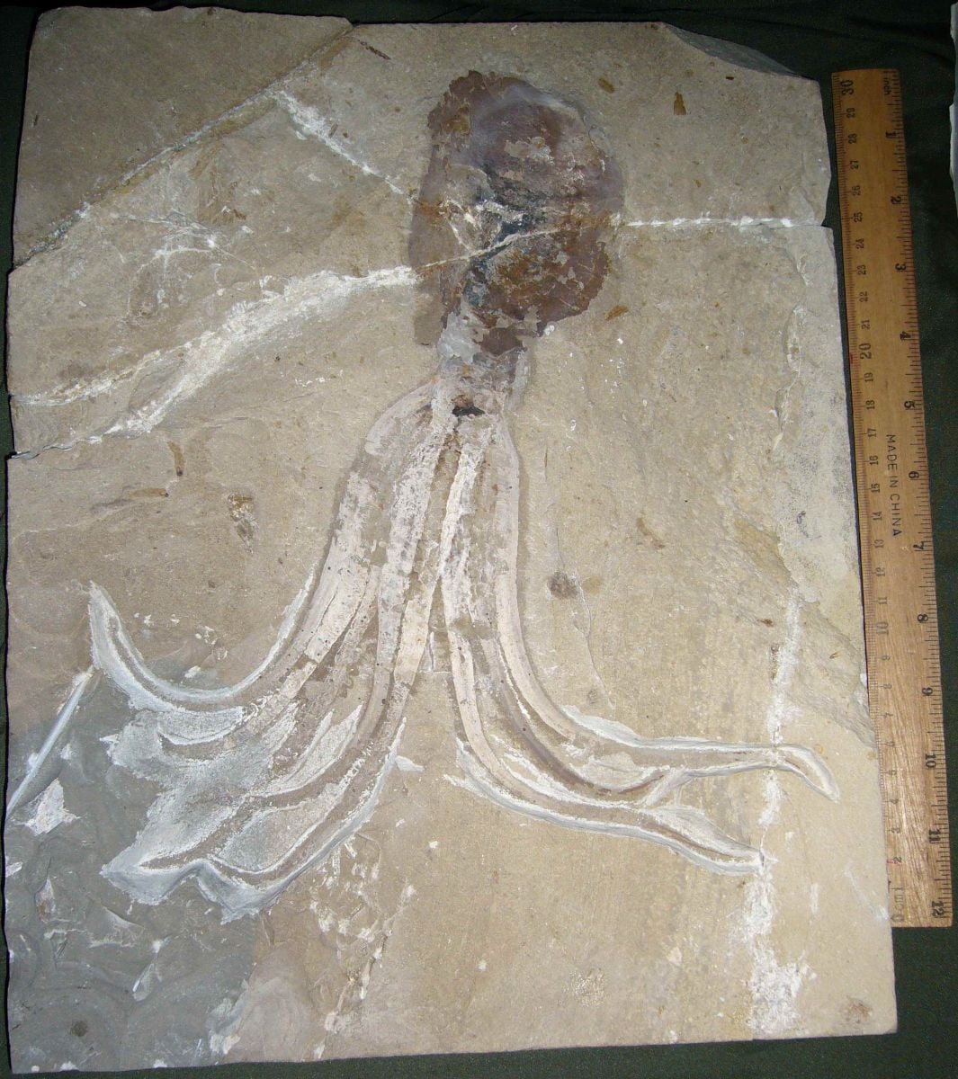 RNC 0303 (a) (Octopus) - Member Collections - The Fossil Forum
