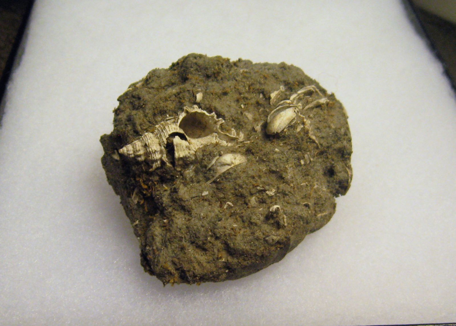 Phyllonotus - Member Collections - The Fossil Forum
