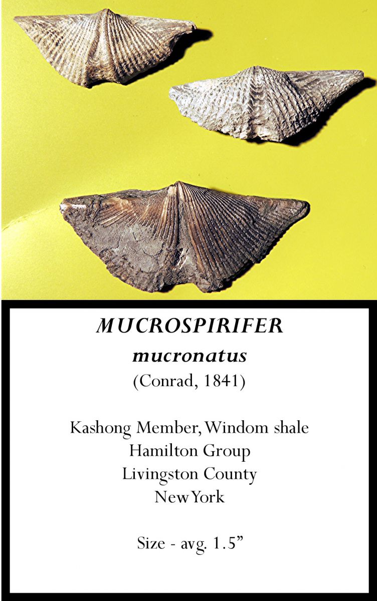 mucro.jpg - Member Collections - The Fossil Forum