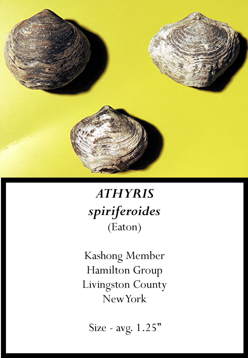 athyris - Member Collections - The Fossil Forum