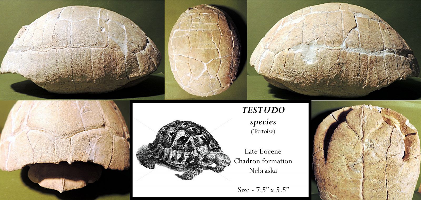 testudo - Member Collections - The Fossil Forum