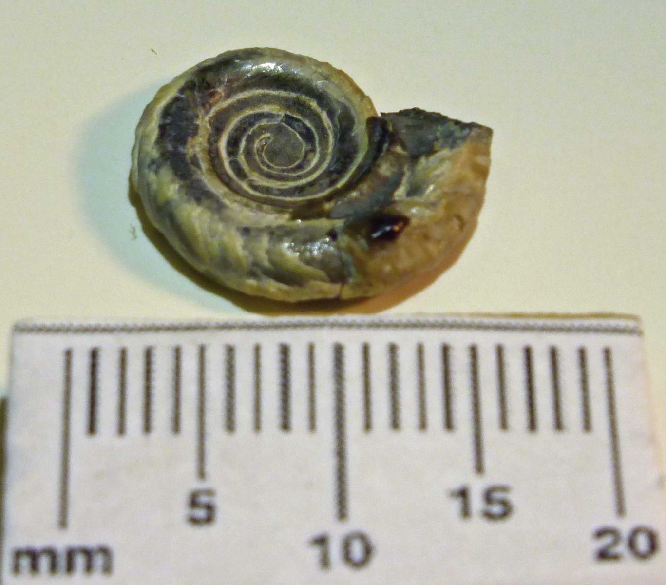 G12 Straparollus catilloides - Member Collections - The Fossil Forum