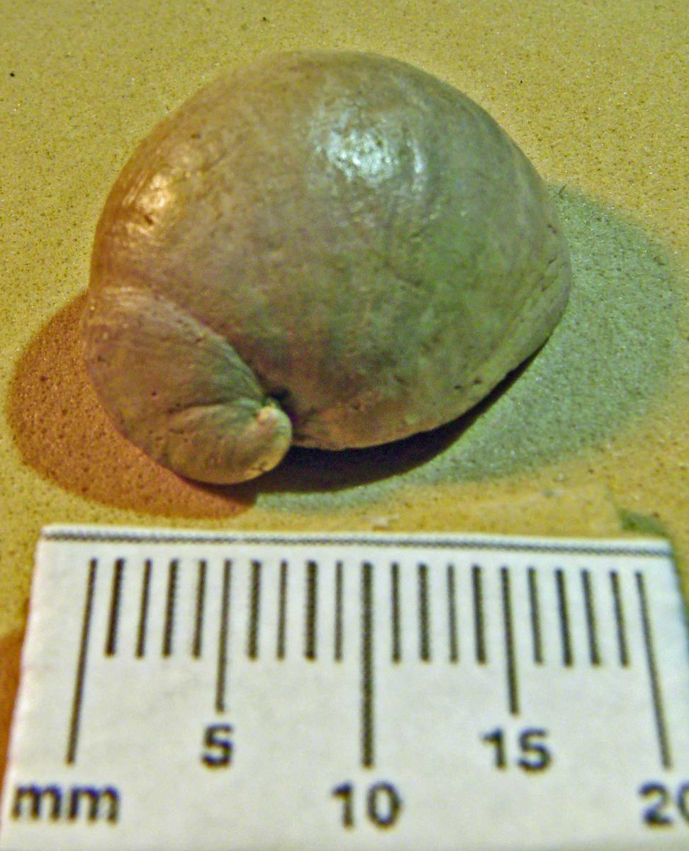 G36 Crepidula lirata - Member Collections - The Fossil Forum