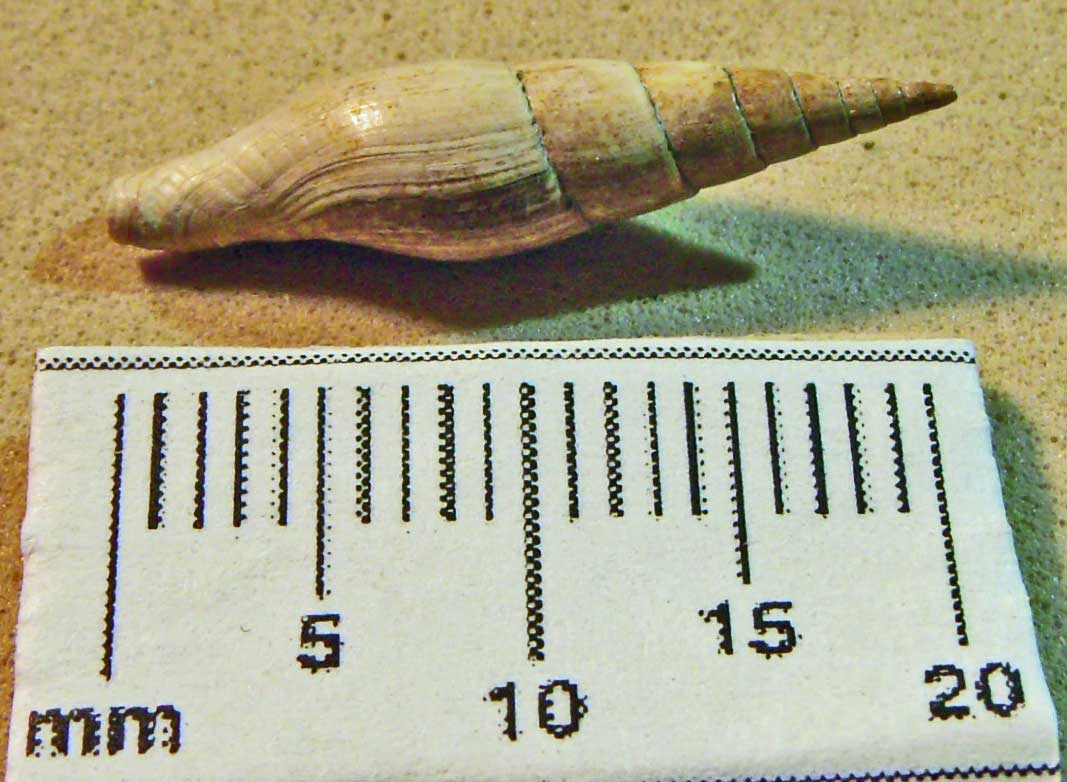 G44 Fusimitra polita - Member Collections - The Fossil Forum