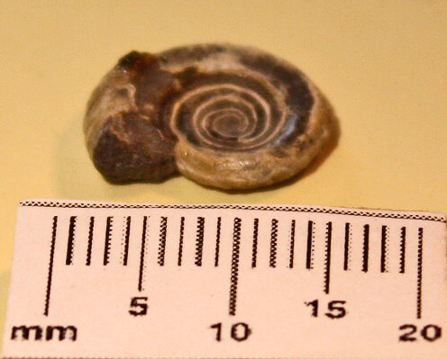 G12 Straparollus catilloides - Member Collections - The Fossil Forum