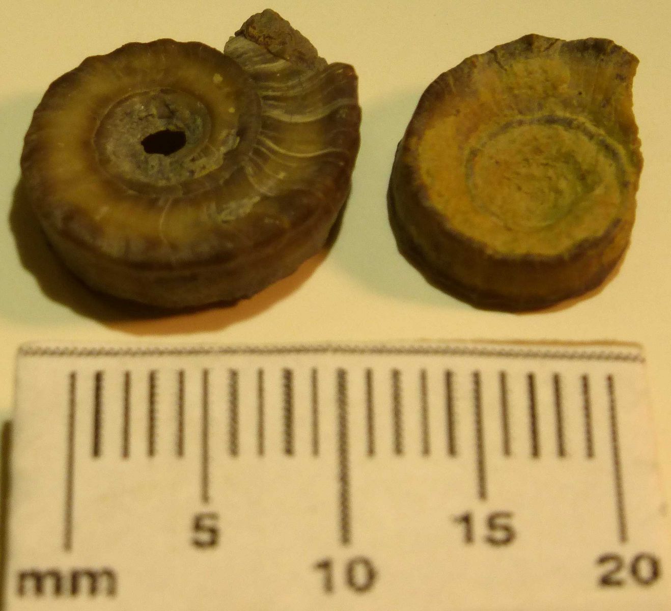 G31 Straparollus Sp. - Member Collections - The Fossil Forum