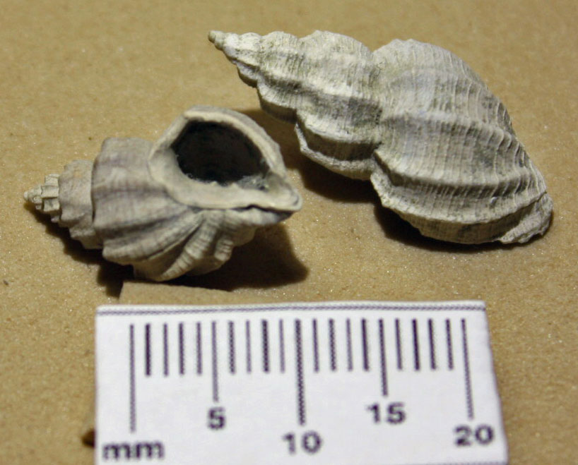 G 69 Narona varieosa - Member Collections - The Fossil Forum