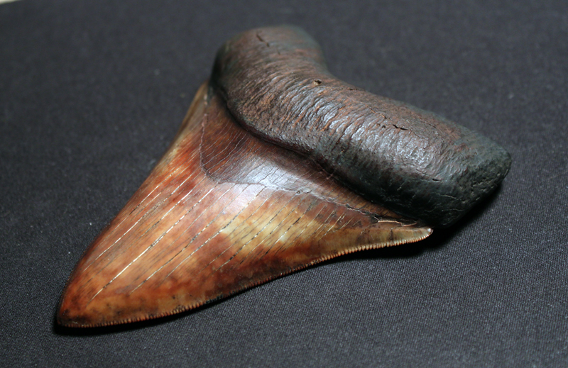 "Red" teeth - The Fossil Forum