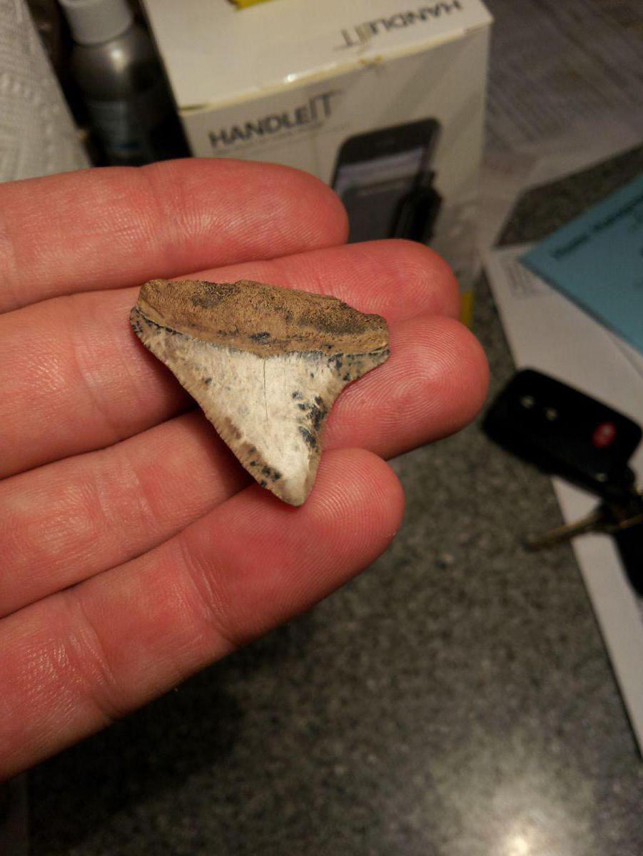 iridescent white meg - Member Collections - The Fossil Forum