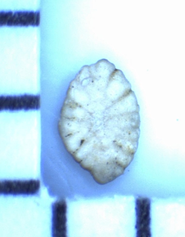 otolith sp005 view2 - Member Collections - The Fossil Forum