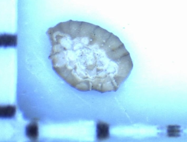 otolith sp007 view2 - Member Collections - The Fossil Forum