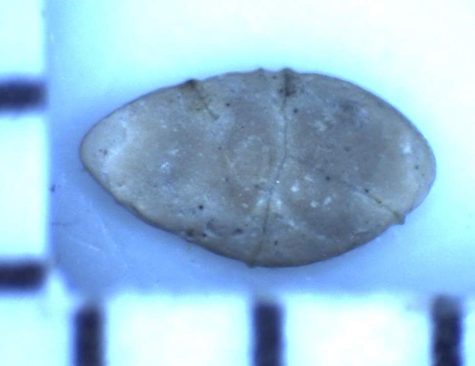 otolith sp001 view2 - Member Collections - The Fossil Forum