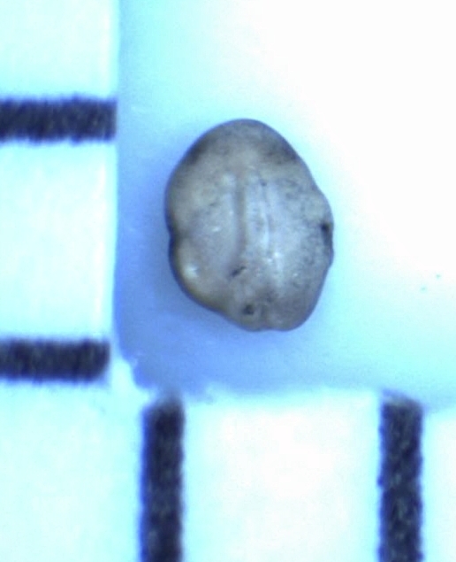otolith sp012 view1 - Member Collections - The Fossil Forum