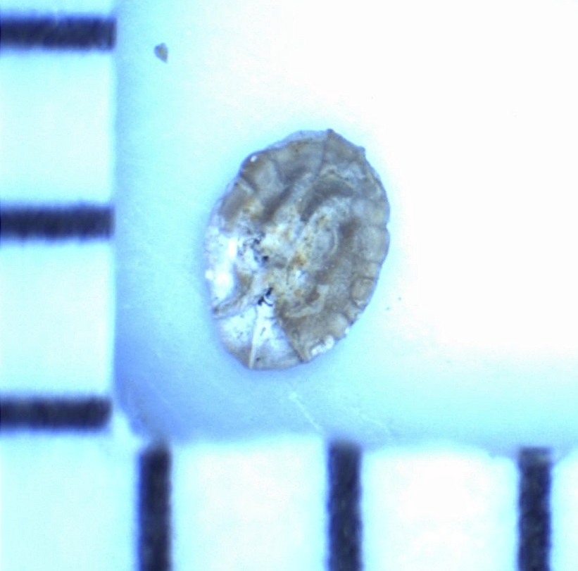 otolith sp011 view1 - Member Collections - The Fossil Forum
