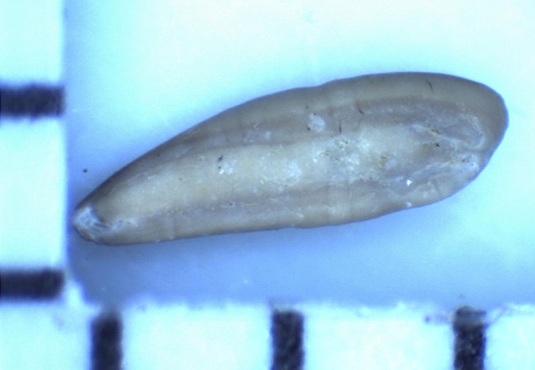 otolith sp003 view1 - Member Collections - The Fossil Forum