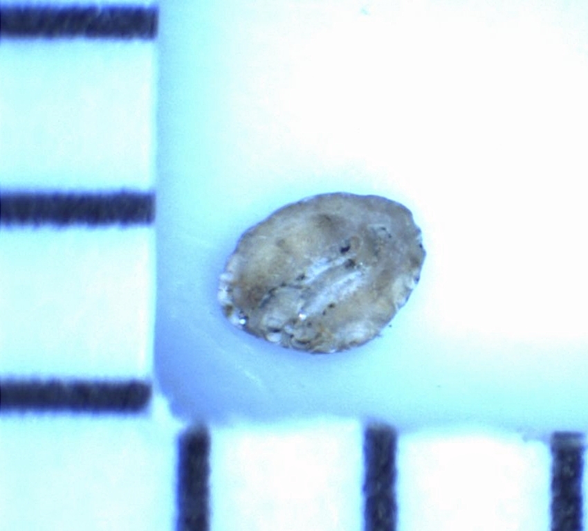 otolith sp013 view1 - Member Collections - The Fossil Forum