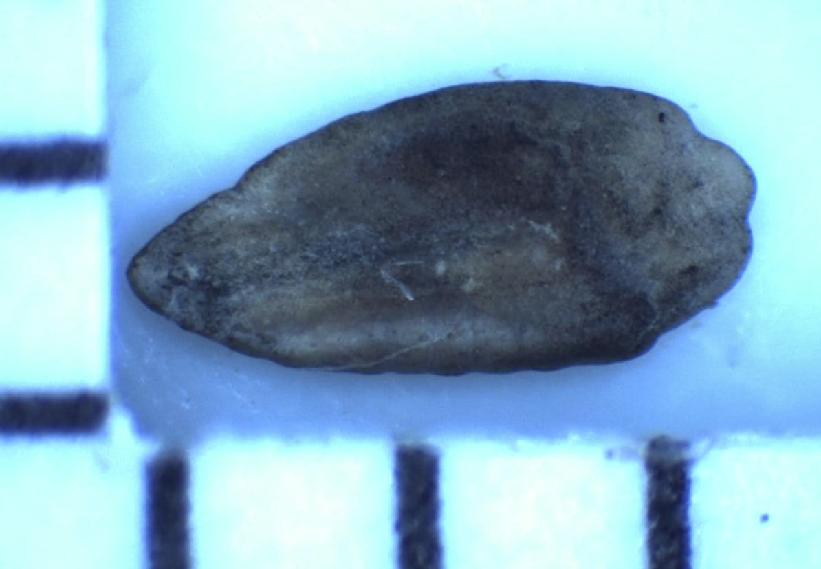 otolith sp002 view1 - Member Collections - The Fossil Forum