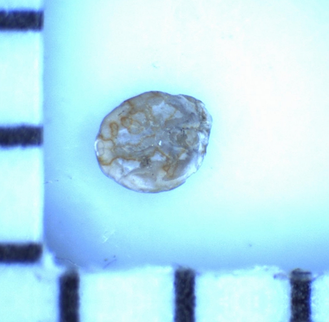 otolith sp004 view2 - Member Collections - The Fossil Forum