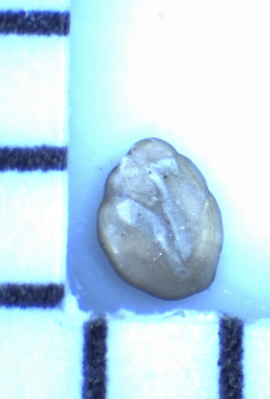 otolith sp010 view1 - Member Collections - The Fossil Forum