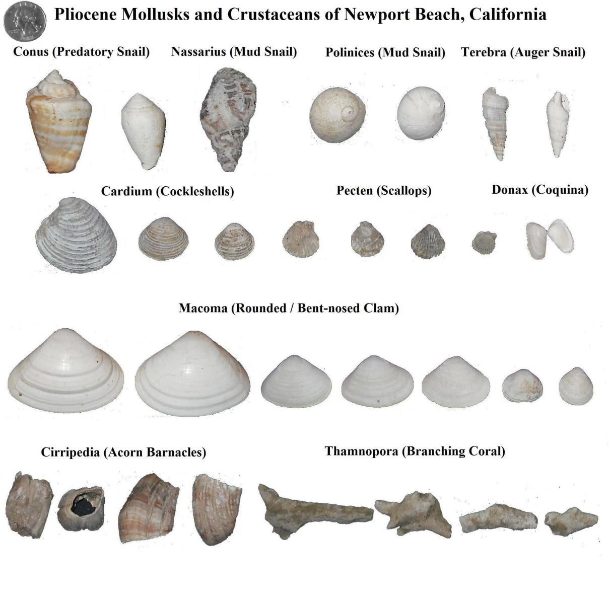Marine Fossils of Orange County - Member Collections - The Fossil Forum
