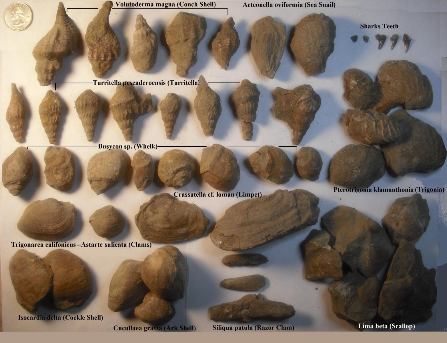 Fossils of the Holz Shale - Member Collections - The Fossil Forum