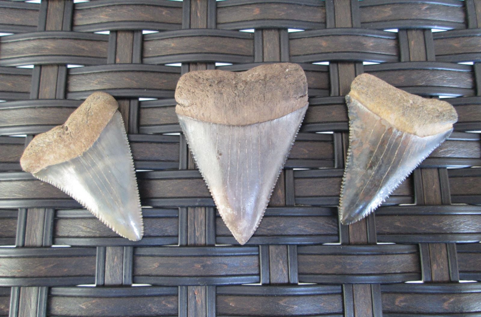 Green Mill Run, NC Great Whites - Member Collections - The Fossil Forum
