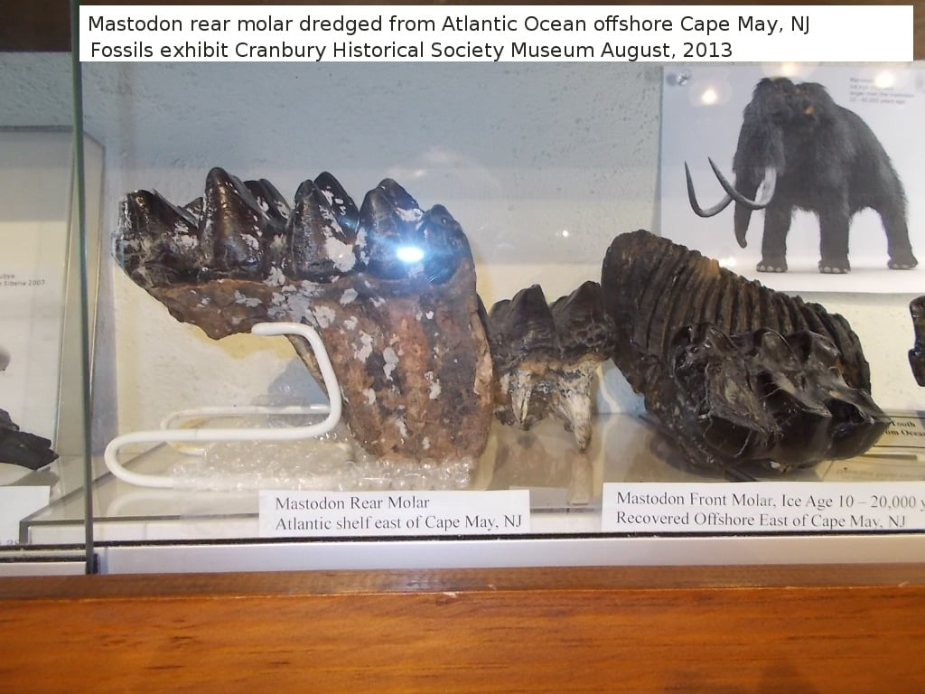 Museum Exhibit at Cranbury - Member Collections - The Fossil Forum