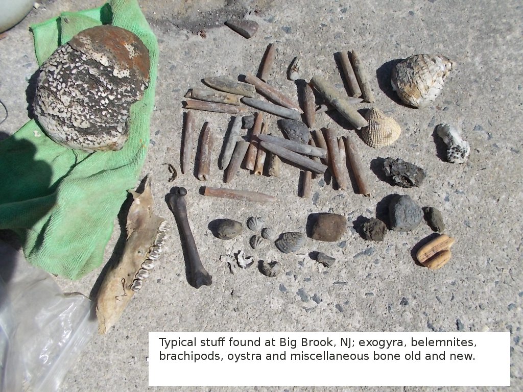 Big Brook Finds - Member Collections - The Fossil Forum