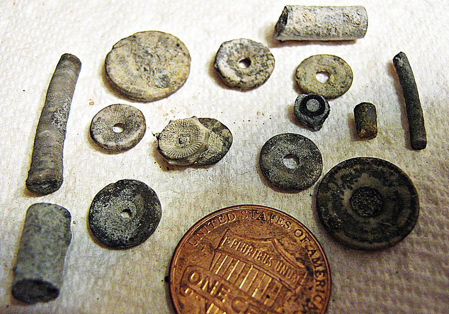 Crinoid Stem Pieces - Member Collections - The Fossil Forum