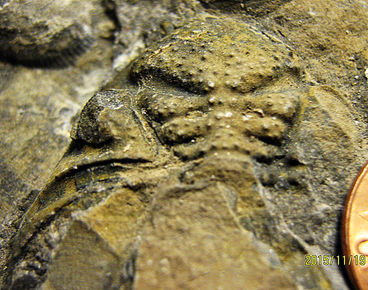 Lower Devonian Trilobite Cephalon from Trilobite Ridge, N.J. - Member ...