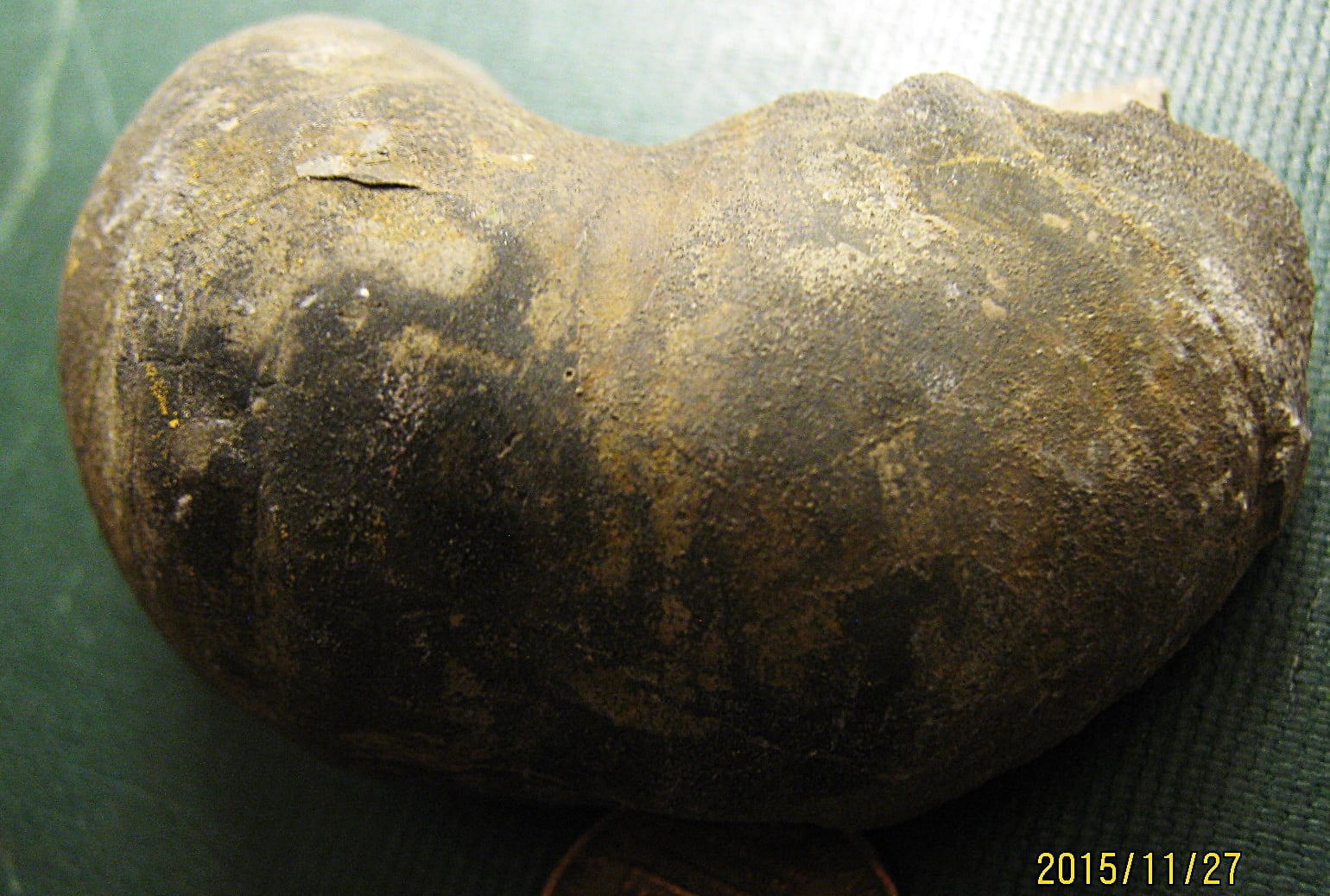 Partial internal mold of Lower Devonian Gastropod from Albany Co., NY ...