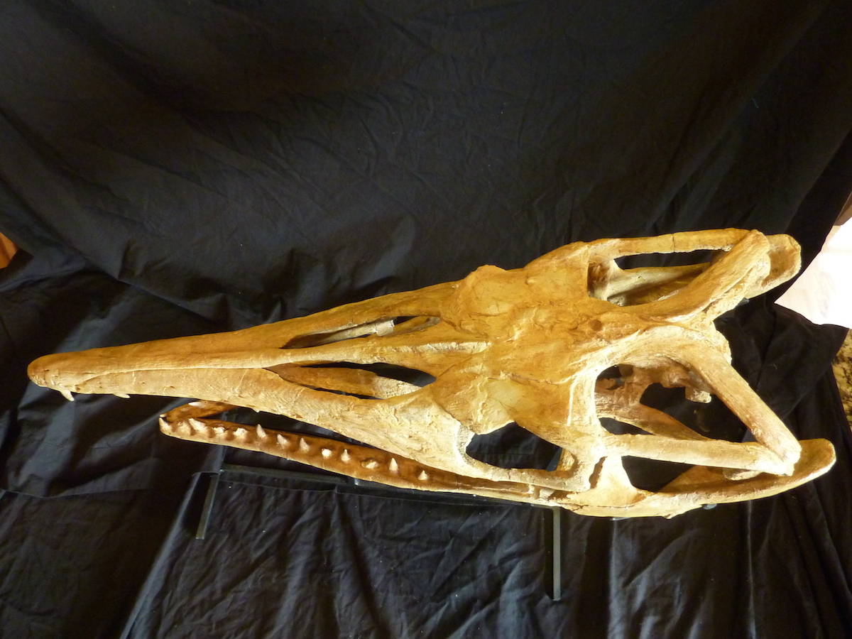 Platecarpus skull Finished 2 - Member Collections - The Fossil Forum