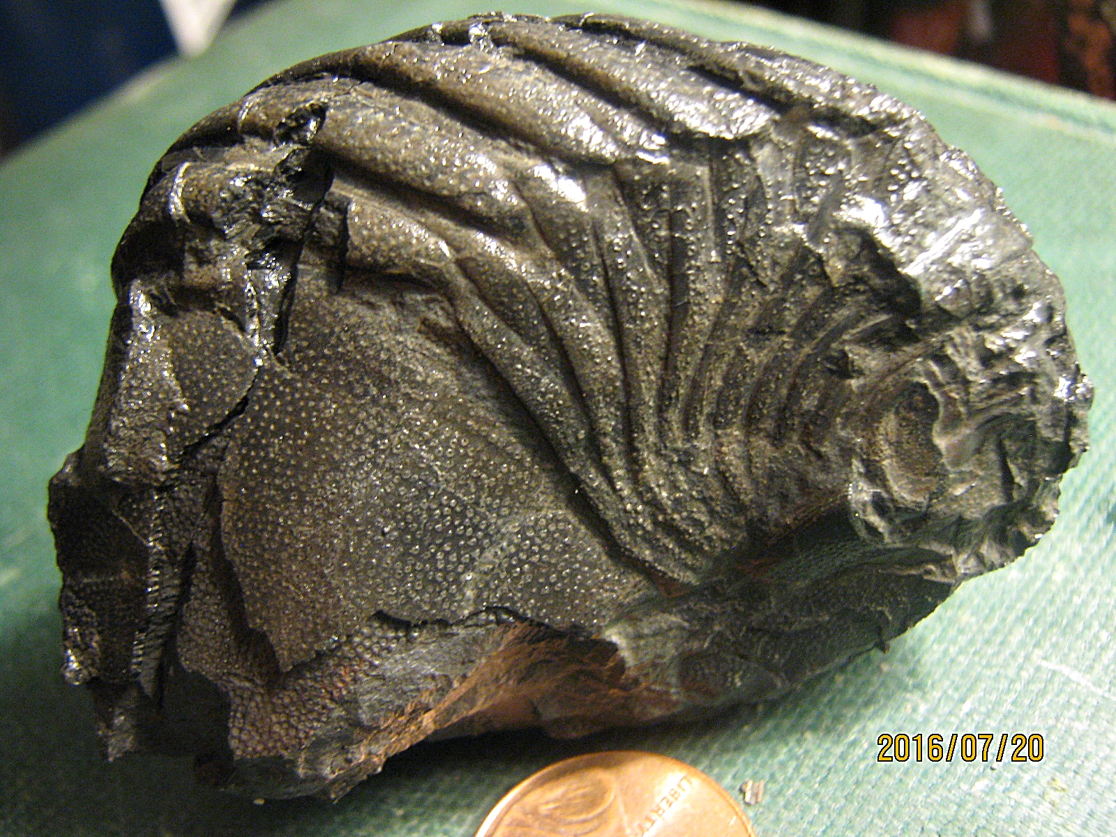 Complete enrolled Dipleura trilobite from Madison Co., NY. - Member ...
