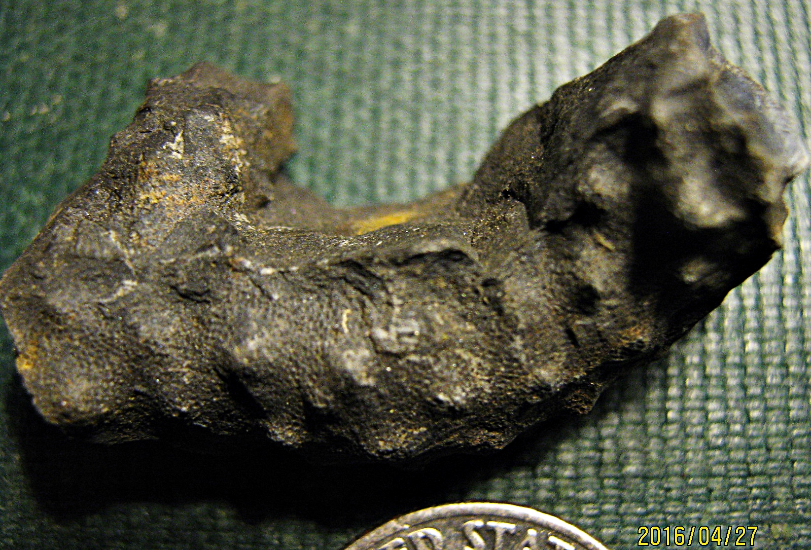 Devonian Bryozoan from Madison Co., NY. - Member Collections - The ...