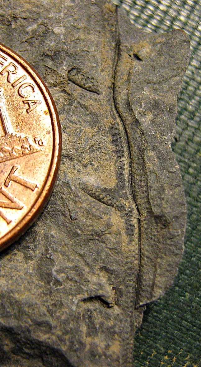 Middle Devonian Bryozoan from Madison Co., NY. - Member Collections ...