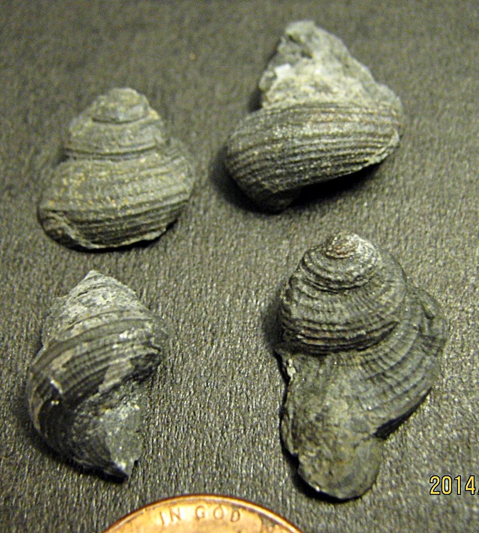 Glyptomaria, Gastropod - Member Collections - The Fossil Forum