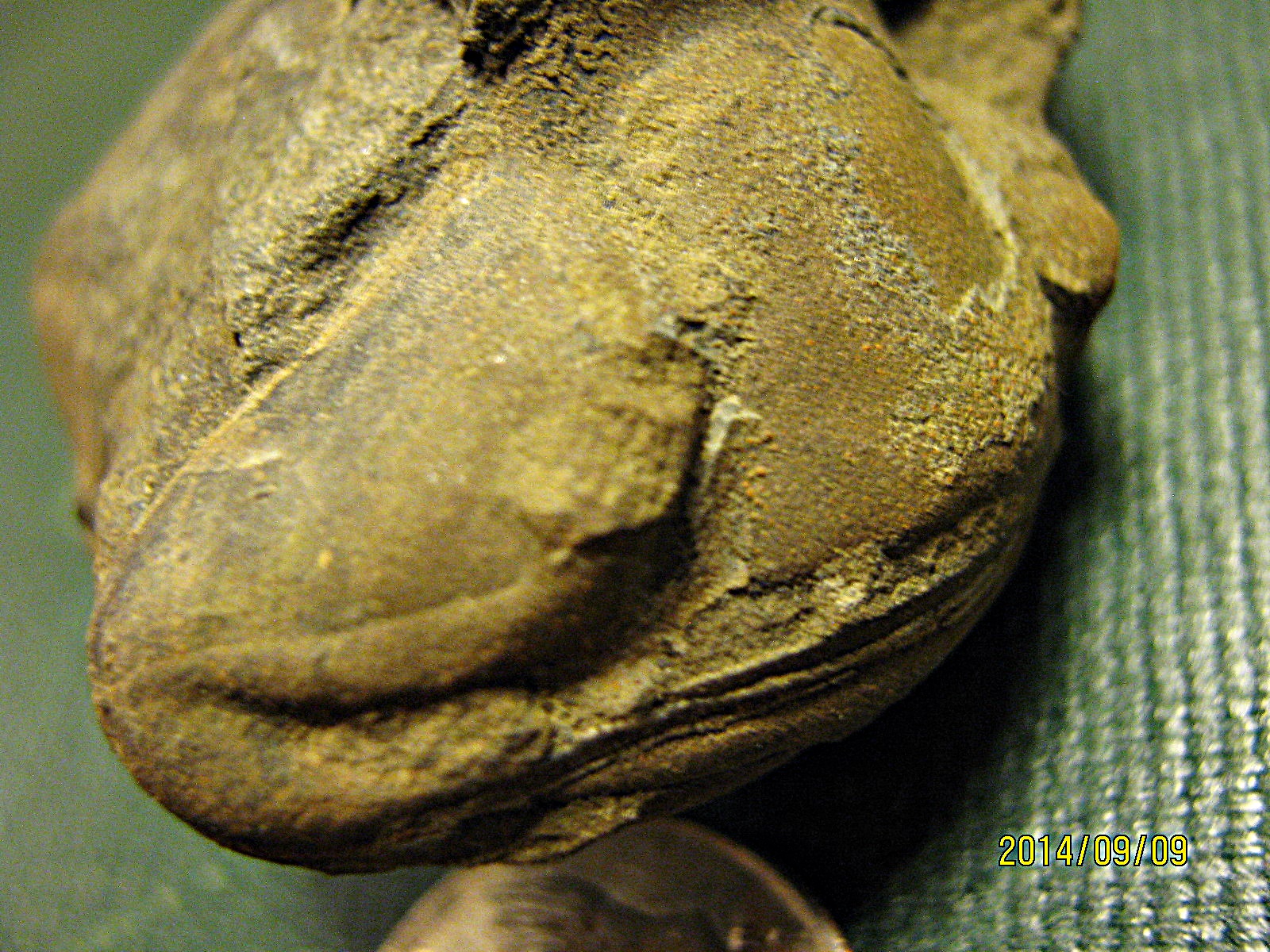 Juvenile Dipleura Trilobite (Cephalon view) - Member Collections - The ...