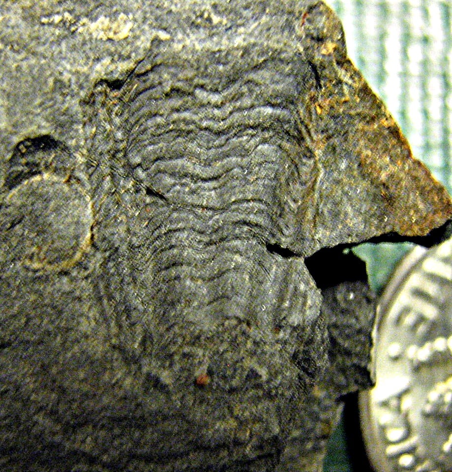 Middle Devonian conularid from Madison County, NY - Member Collections ...