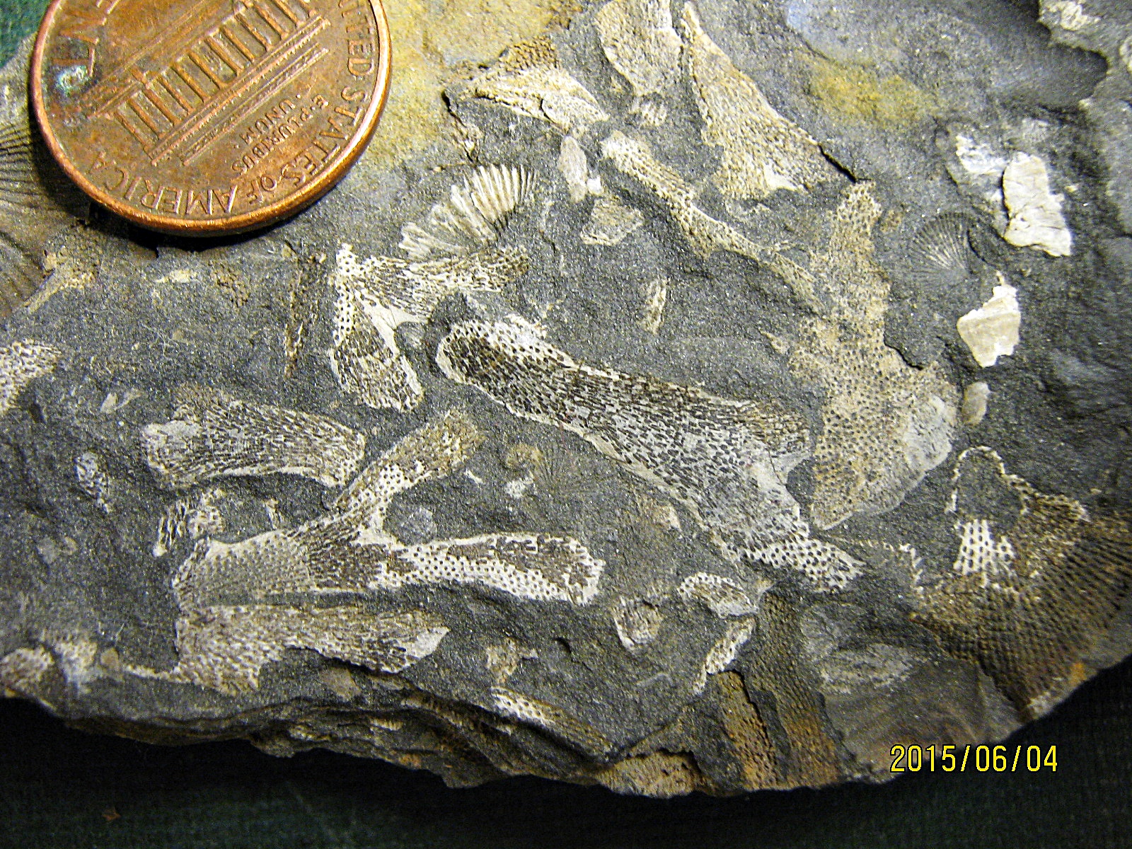 Middle Devonian Bryozoans from Madison Co., NY. - Member Collections ...