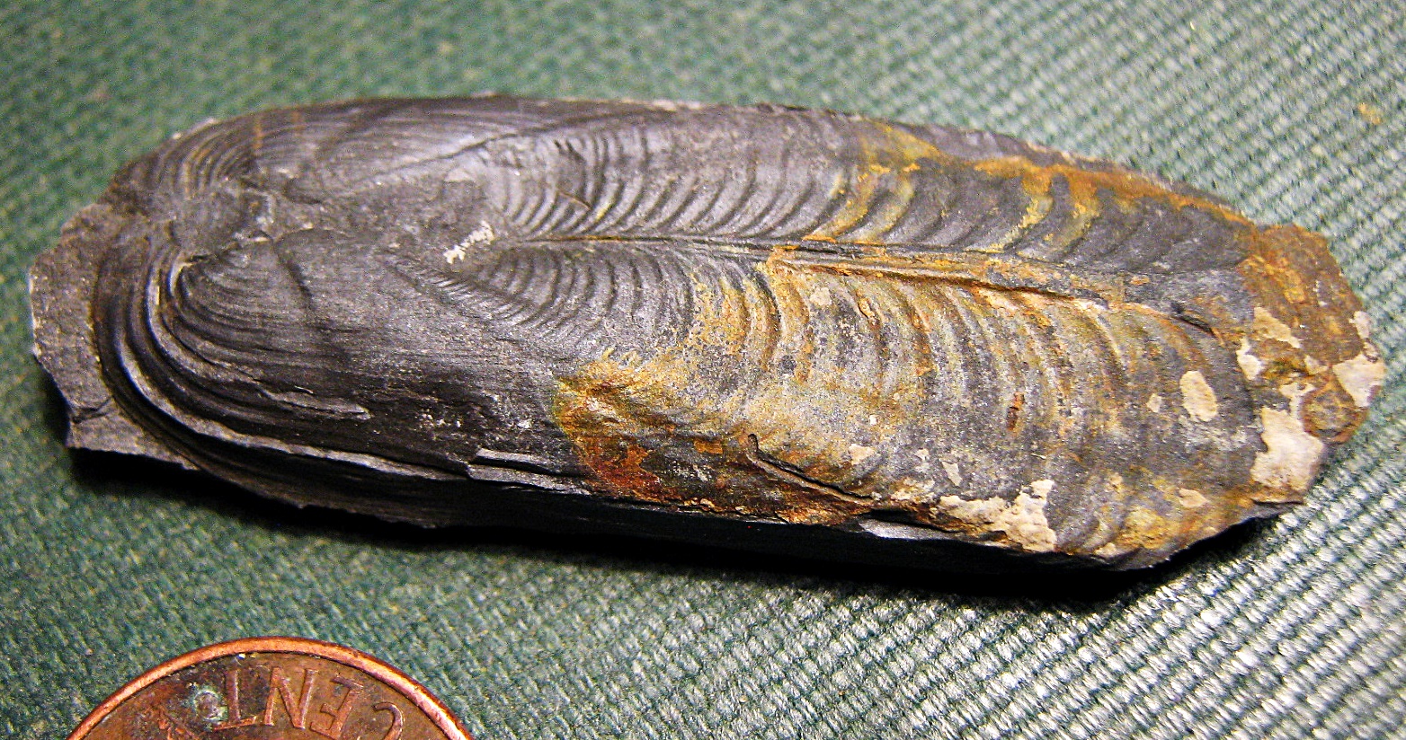 Orthonata, a Middle Devonian razor clam from Madison Co., NY. - Member ...