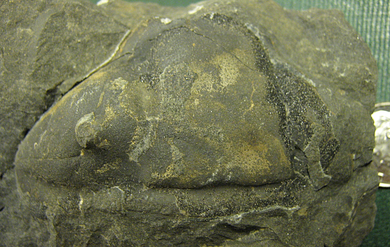 Dipleura dekayi (Trilobite) from Madison County, NY - Member ...