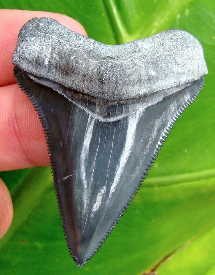 BoneValleyMeg - Member Collections - The Fossil Forum