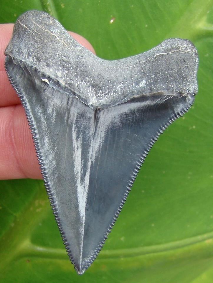 BoneValleyMeg2 - Member Collections - The Fossil Forum
