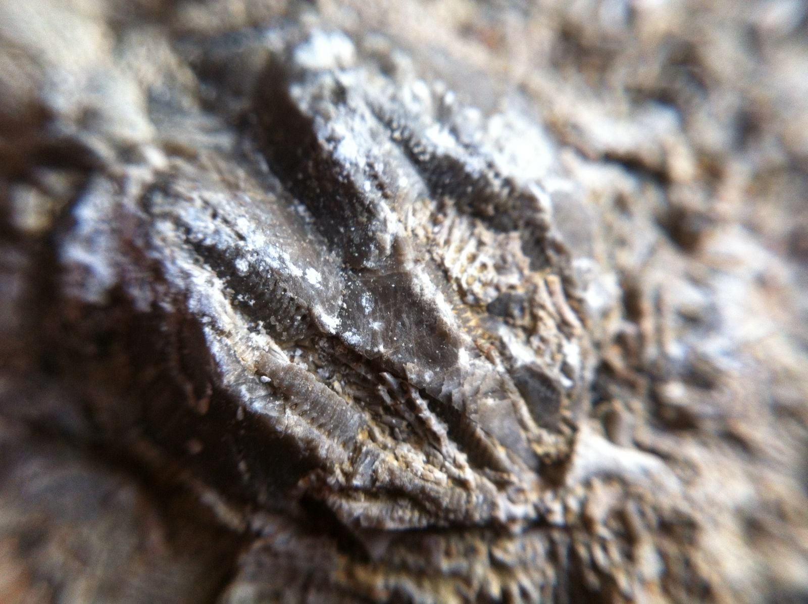 Blastoid - Member Collections - The Fossil Forum