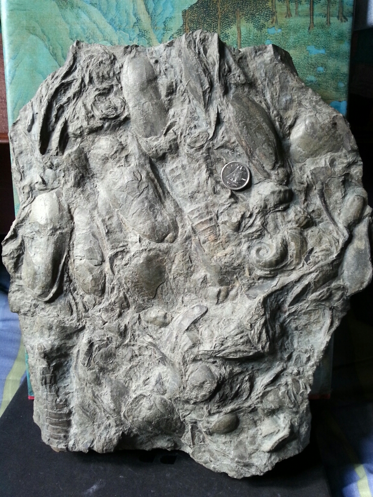 Take 2 of the Modiolopsis slab - Ordovician - The Fossil Forum