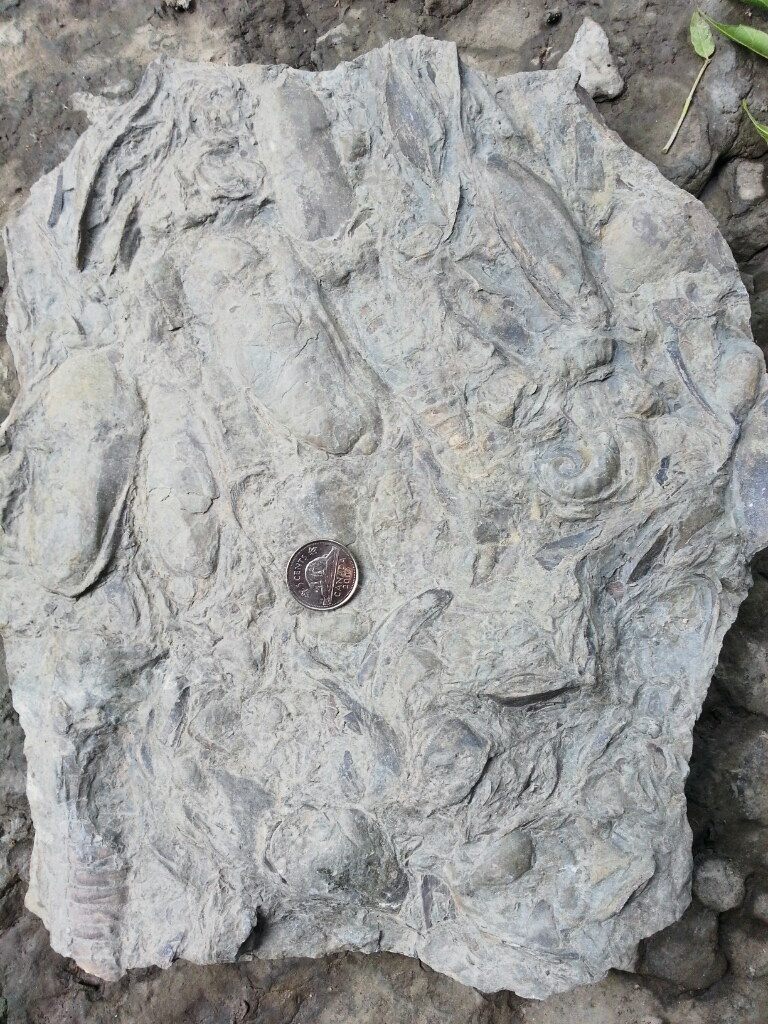 Modiolopsis Mayhem slab in situ - Ordovician - The Fossil Forum