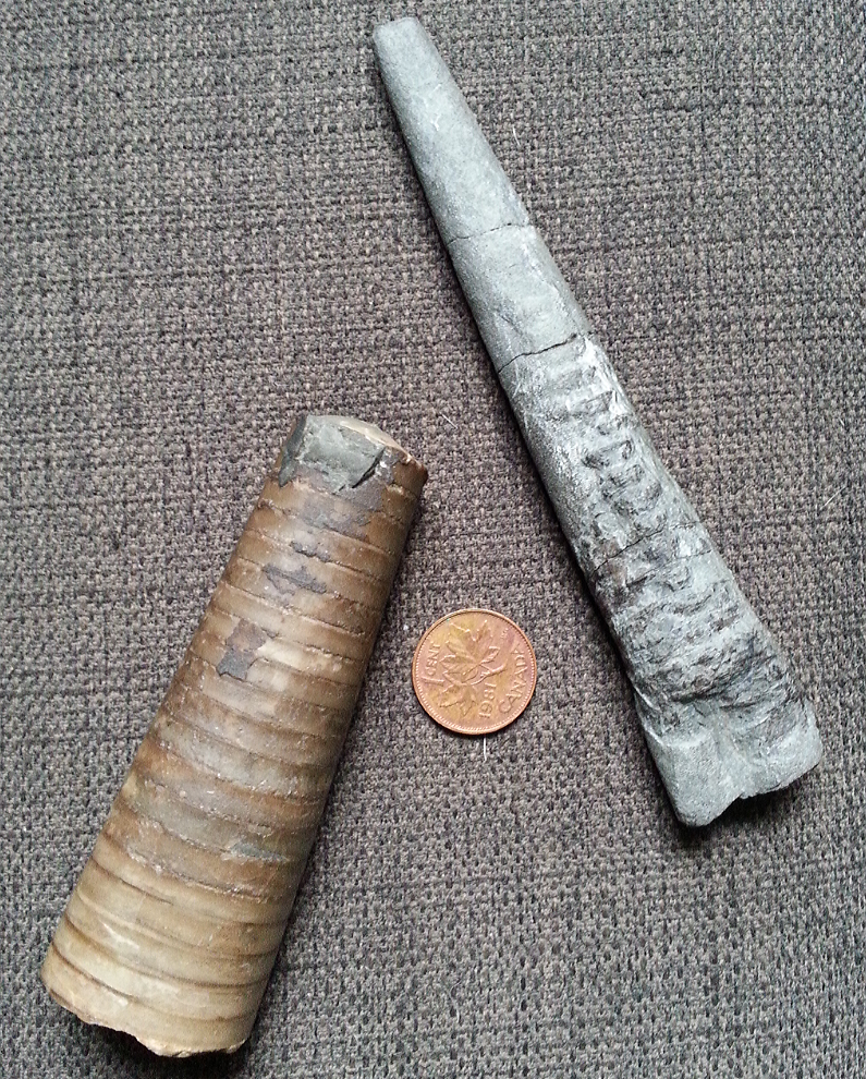 Treptoceras crebiseptum orthocones - Ordovician - The Fossil Forum